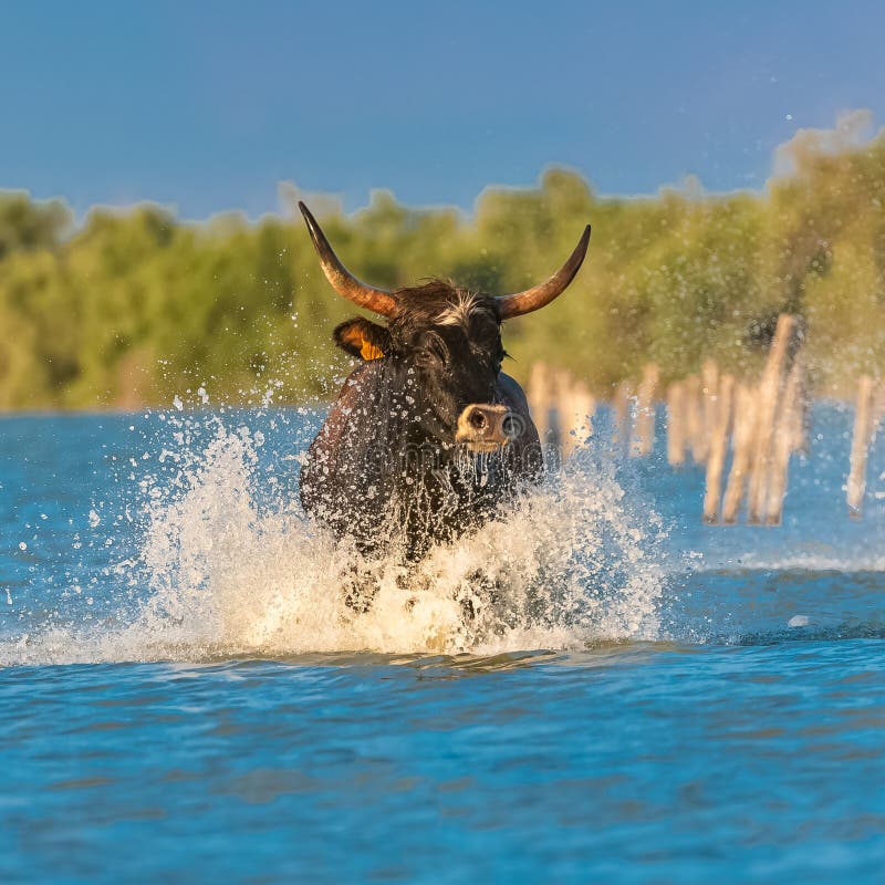 Bull galloping stock photo. Image of galloping, animal - 139190670