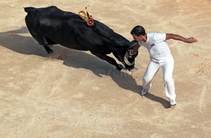 Bull Game editorial image. Image of sport, bravery, animal - 16496705