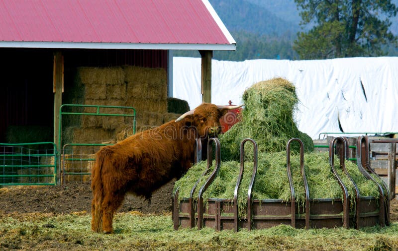 Bull Getting into the Hay stock photo. Image of farm - 24342356