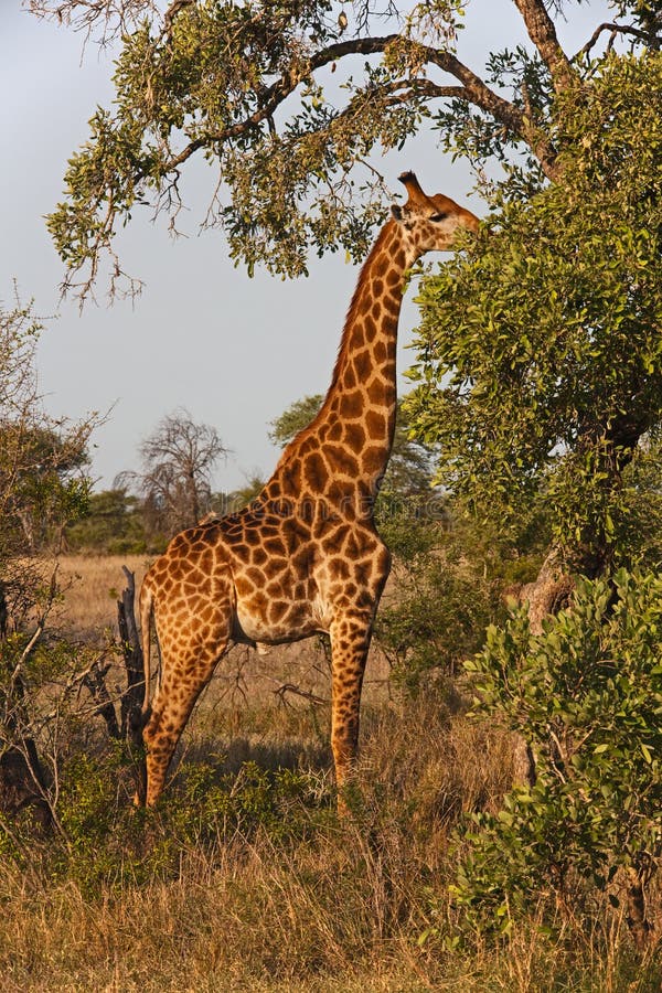 Bull Giraffe Giraffa Camelopardalis 13646 Stock Image - Image of ...