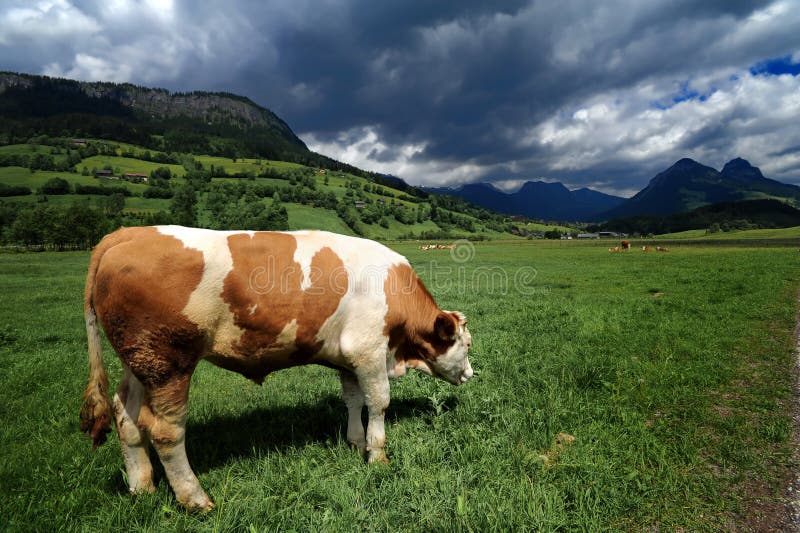 Bull in a grass field stock photo. Image of germany, nature - 12431008