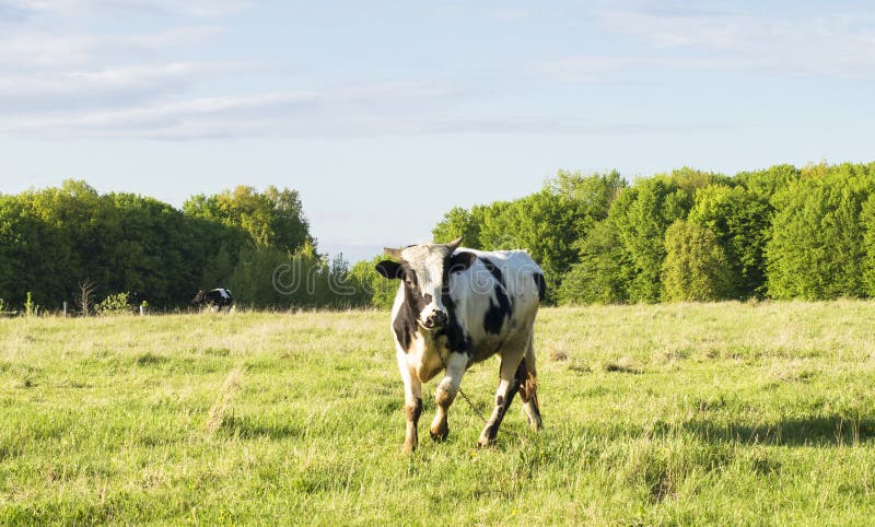Bull grazing on the lawn stock photo. Image of outdoors - 56368960