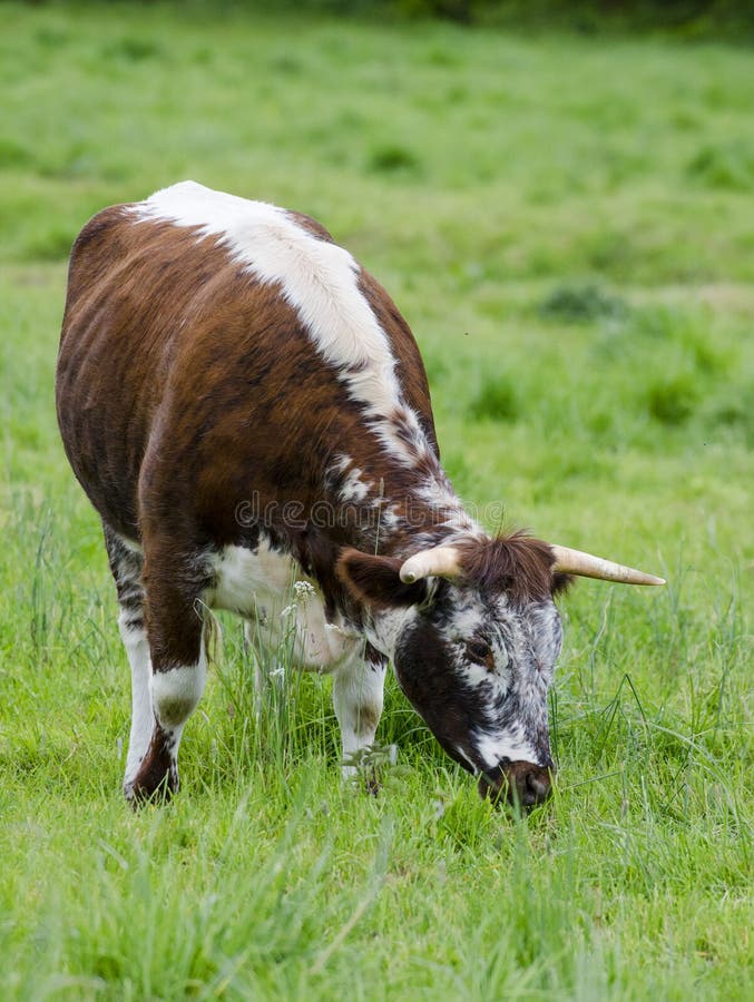 Bull grazing stock image. Image of animals, calf, graze - 92029067