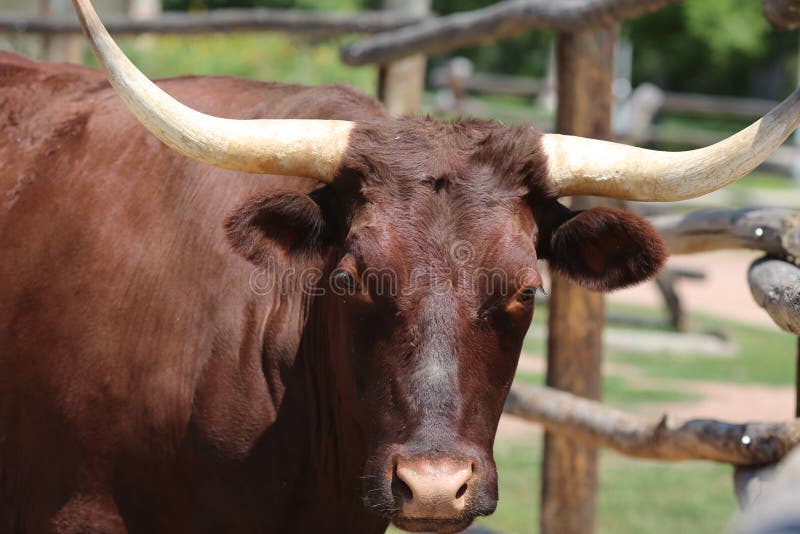 Bull stock photo. Image of housewifery, grazing, organic - 76148622