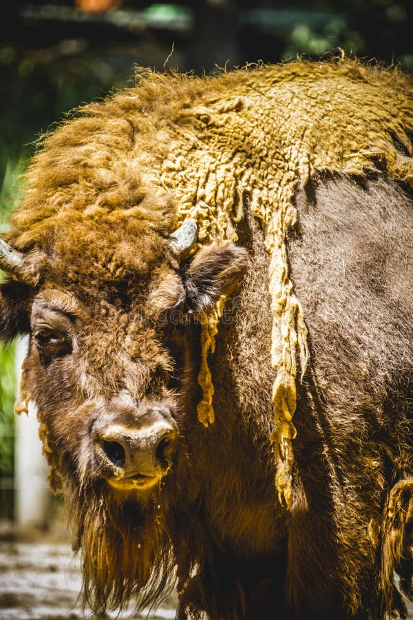 Bison in America stock image. Image of summer, wyoming - 26030433