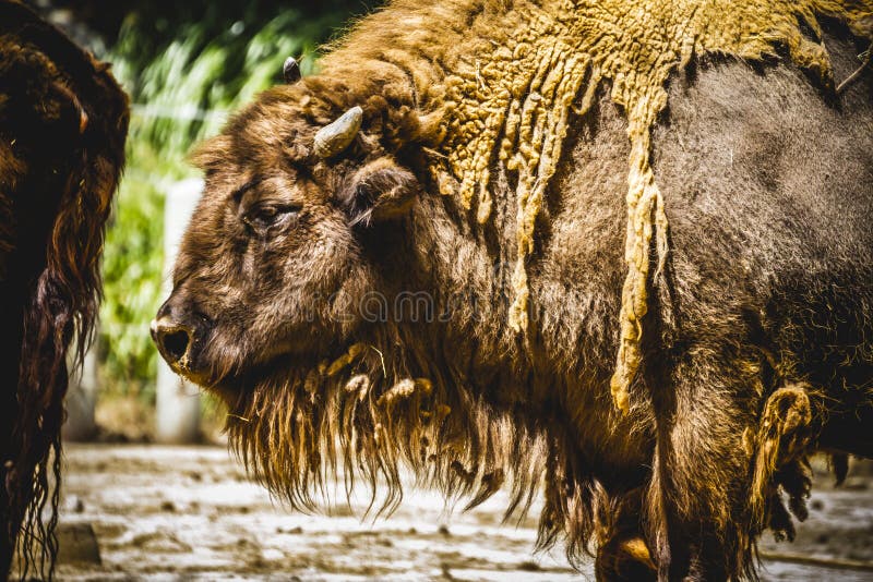 Bull, Great and Mighty Bison, America Stock Photo - Image of beautiful ...