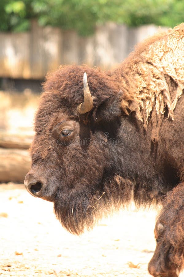 Bull head stock image. Image of forest, animal, park - 11379803
