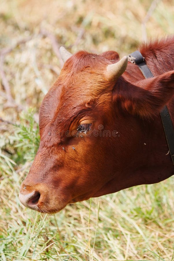 Bull head stock photo. Image of farm, country, food, countryside - 12334332