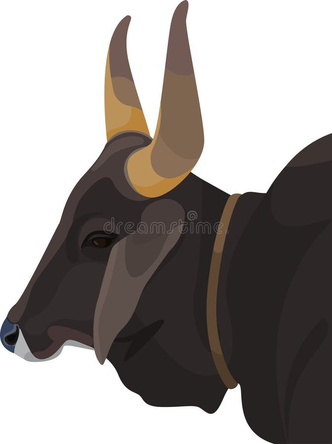 Bull head stock vector. Illustration of domestic, harvest - 345449801