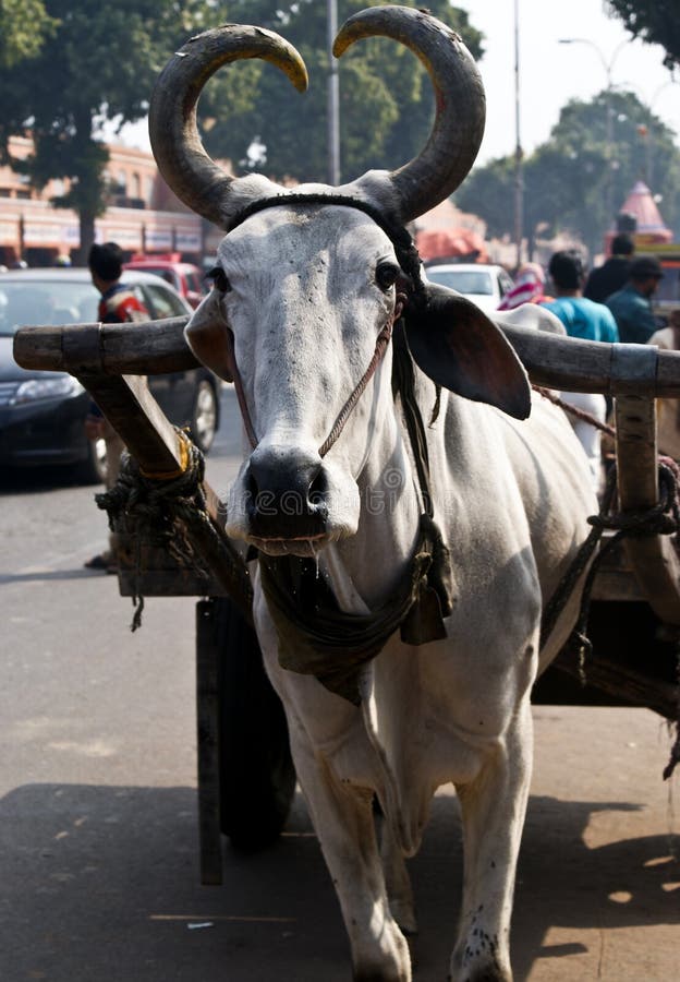 Bull With Heart Shaped Horns Stock Image - Image of cart, dray: 19249559