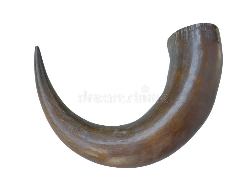Bull horn / isolated white stock photo. Image of animal - 83485178