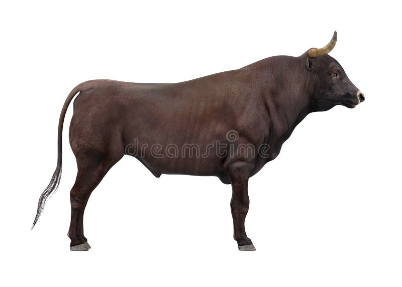 Bull Isolated stock illustration. Illustration of finance - 117999946