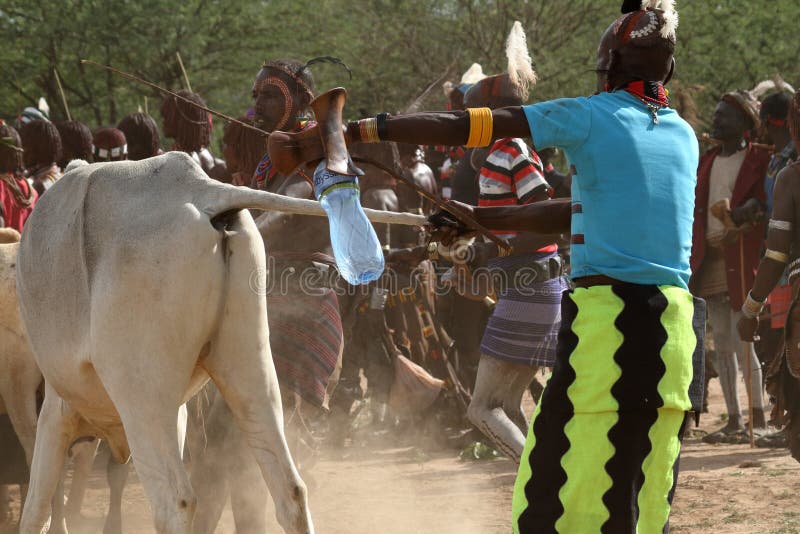 Bull Jumping Ceremony in the Omo Valley of Ethiopia Editorial ...