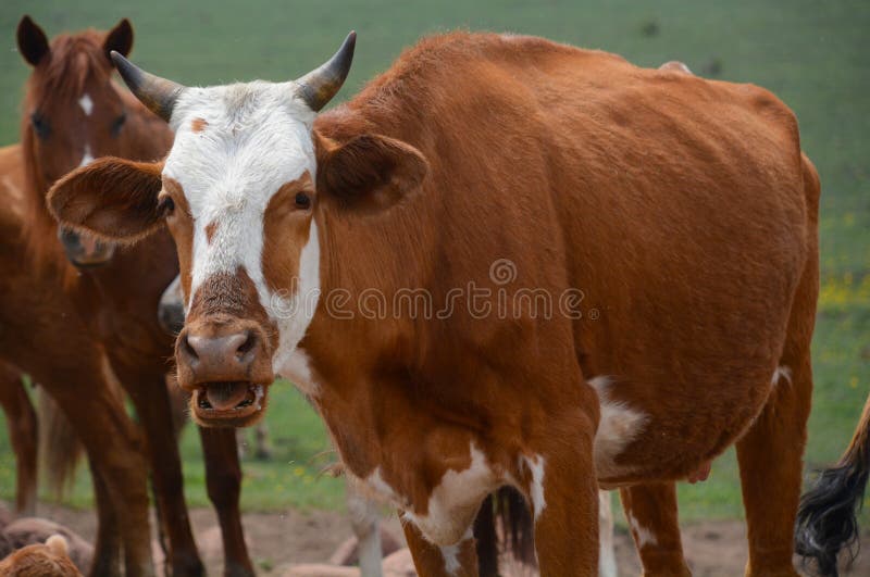 Friendly bull stock photo. Image of country, farming, nature - 7815176