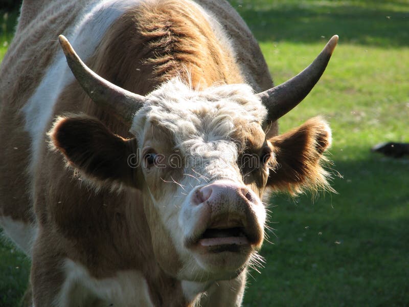 Bull with Large Protruding Eyes Stock Photo - Image of animals, cattle ...