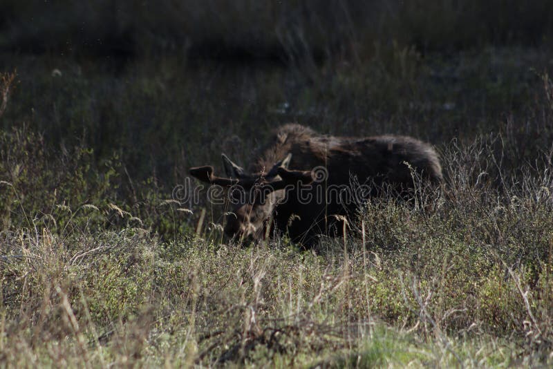 Bull laying in a field stock image. Image of field, nature - 257735199