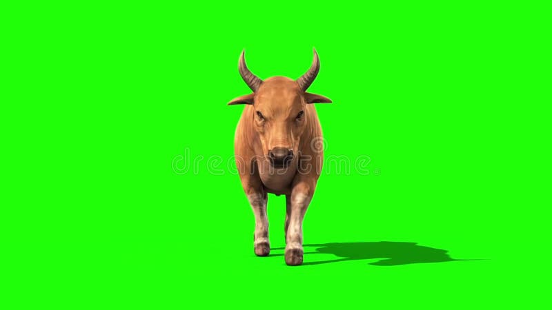 Bull Light Hair Walkcycle Green Screen 3D Rendering Loop Stock Video ...