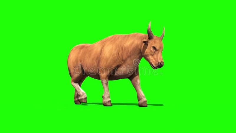 Bull Light Hair Walkcycle Green Screen 3D Rendering Loop Stock Video ...