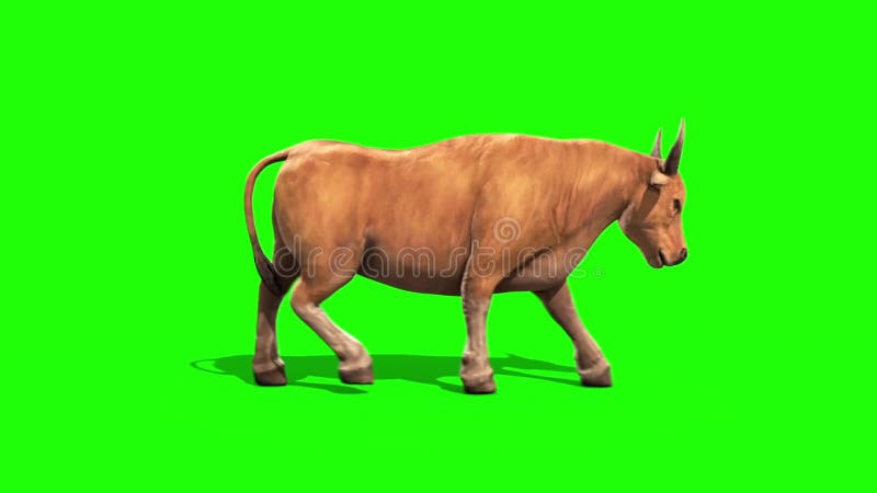 Bull Light Hair Walkcycle Green Screen 3D Rendering Loop Stock Video ...