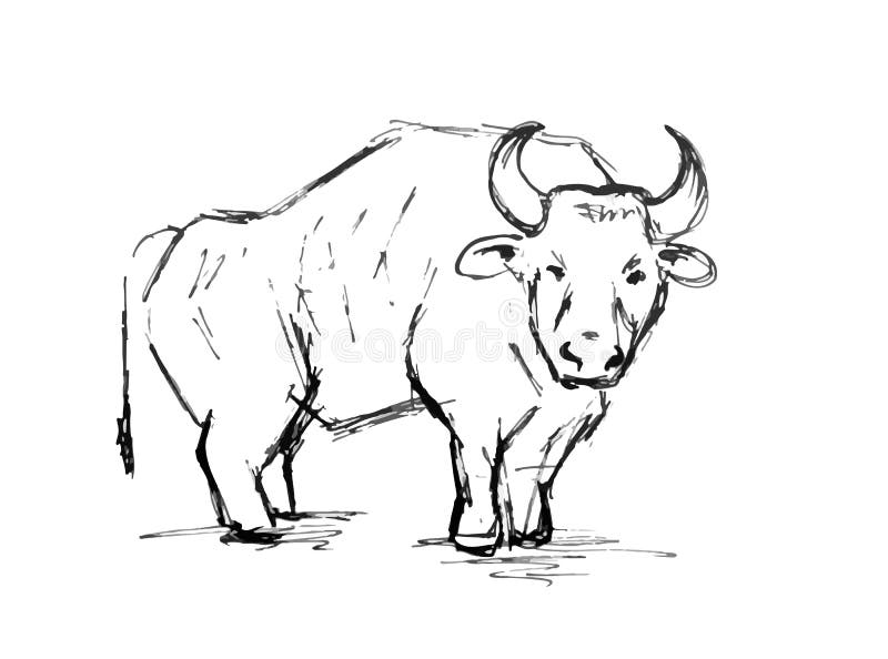 Bull. Line drawing stock illustration. Illustration of farm - 201214207