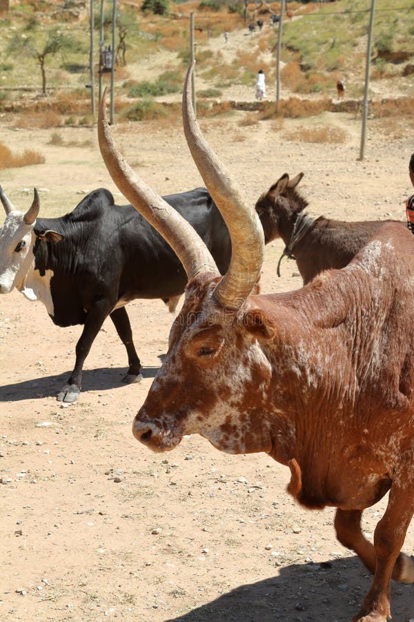 Bull with Long Horns in Ethiopia Stock Photo - Image of bull, ethiopia ...