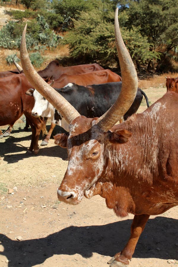 Bull with Long Horns in Ethiopia Stock Photo - Image of steer, cows ...