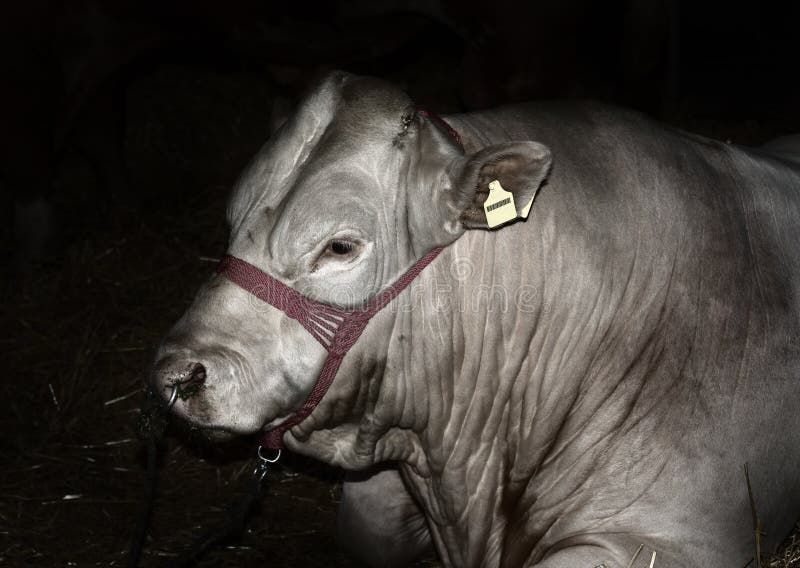 Bull lying on straw stock image. Image of animal, rural - 132021235