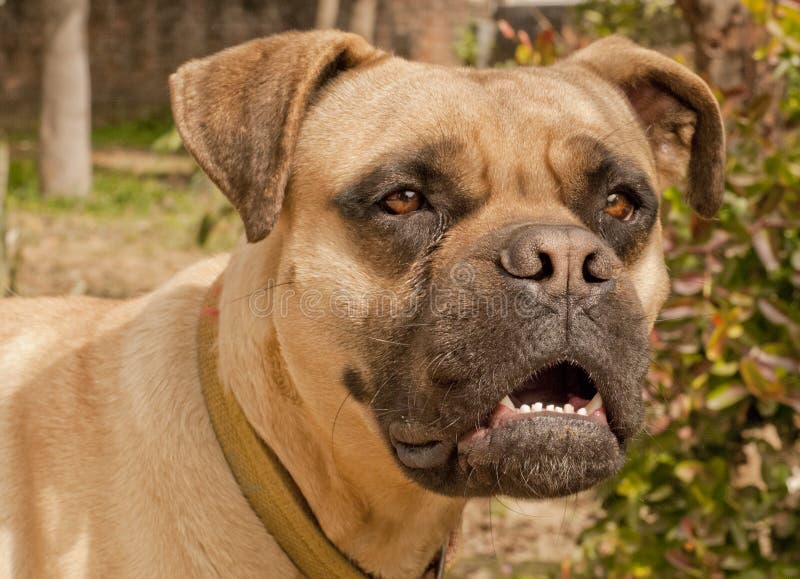 Bull Mastiff stock image. Image of domestic, animal, mastiff - 23612041