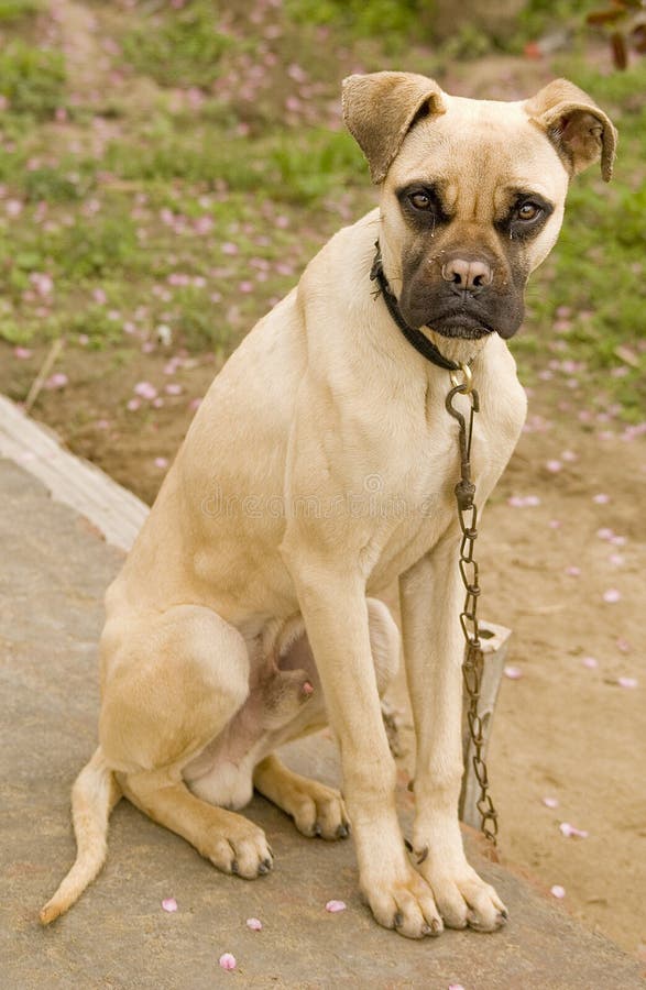Bull Mastiff dog stock image. Image of angry, home, chained - 18425173