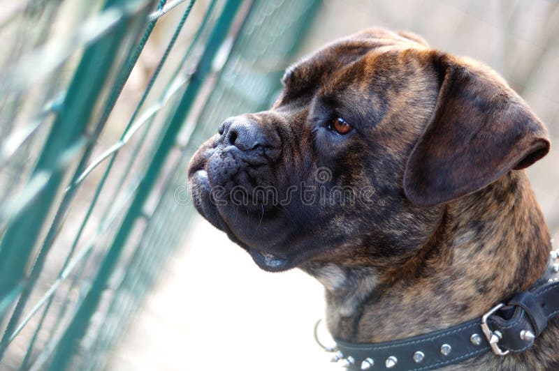 Bull Mastiff dog stock image. Image of angry, home, chained - 18425173