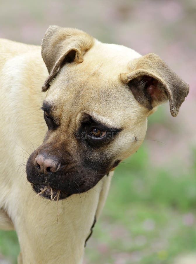 Bull-mastiff dog puppy stock photo. Image of puppy, mammal - 18427642
