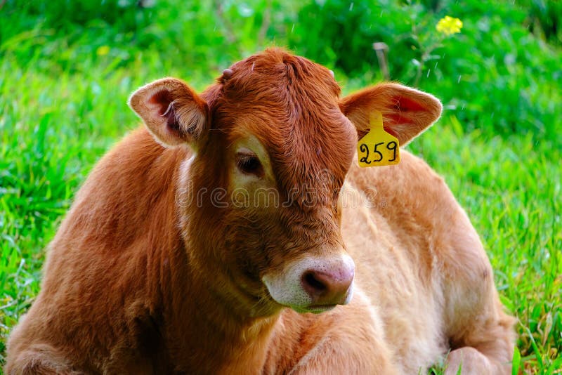 Sad Bull in the meadow editorial stock image. Image of figure - 245296669