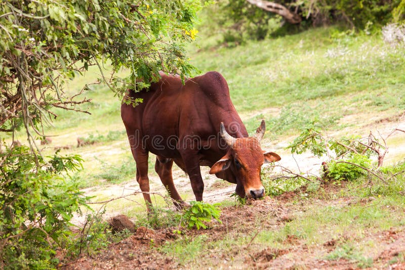 Bull stock image. Image of plain, mead, lanka, strong - 68425149