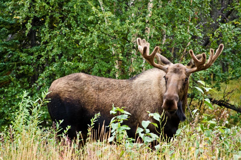 Sitting Moose stock image. Image of rest, mellow, mountain - 8193013