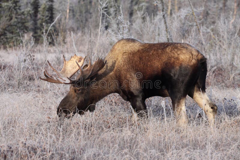 1,302 Bull Moose Swamp Stock Photos - Free & Royalty-Free Stock Photos ...