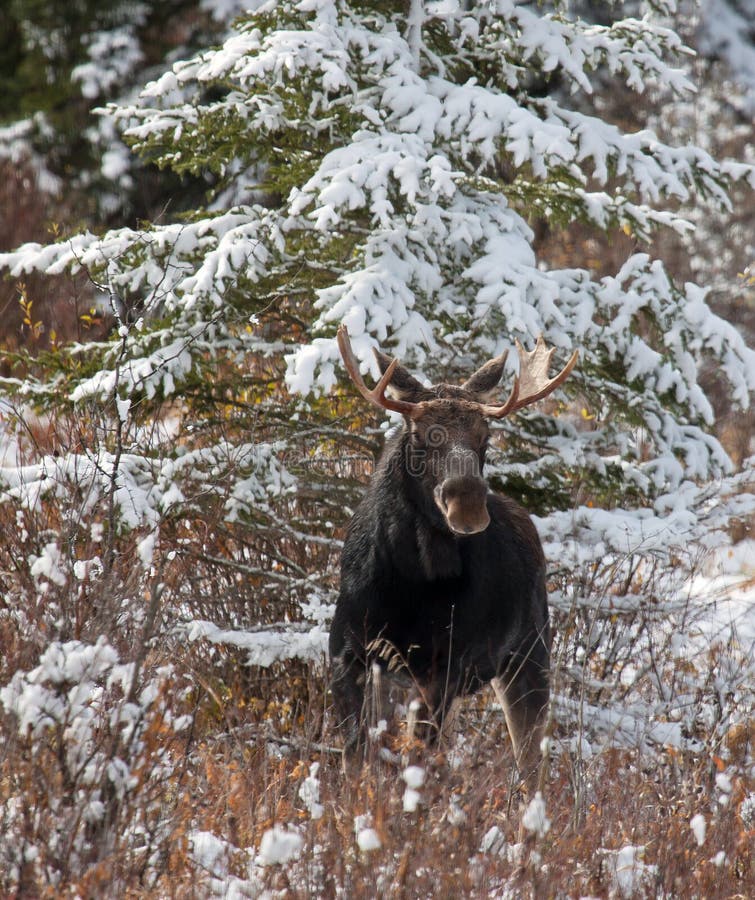 Moose running in winter stock image. Image of saskatchewan - 1082377