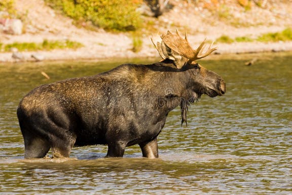 Bull Moose stock image. Image of cautious, palmate, mammal - 7086583