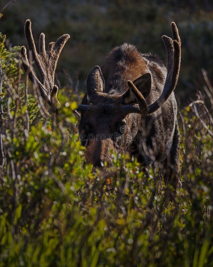 Bull Moose (Alces Alces) in a High Mountain Meadow Stock Photo - Image ...