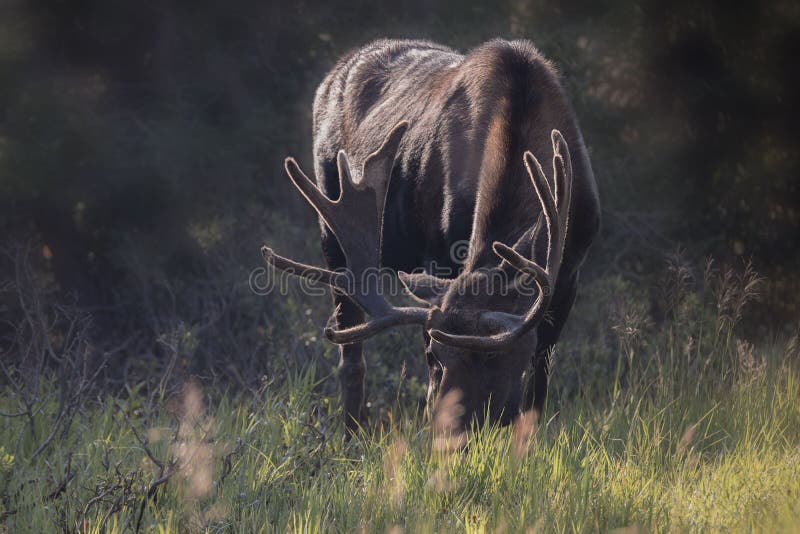 Bull Moose (Alces Alces) in a High Mountain Meadow Stock Image - Image ...
