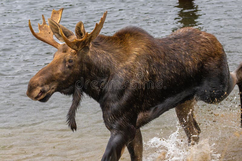 Bull Moose Running in Water Stock Photo - Image of wildlife, road ...