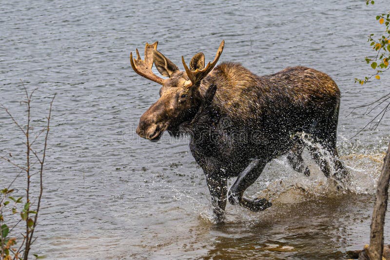 Bull Moose Running in Water Stock Image - Image of feeding, country ...
