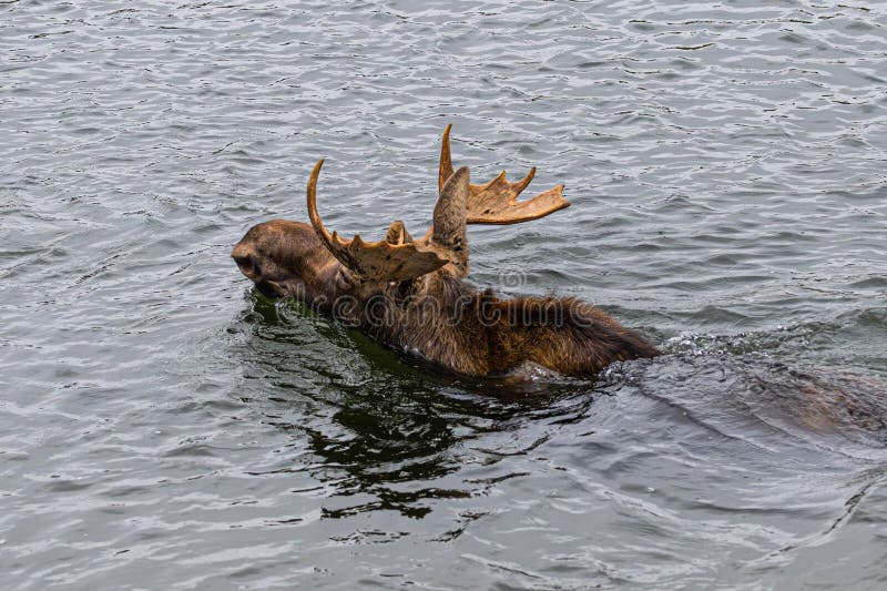 Bull Moose in Water stock image. Image of road, herbivore - 301151029