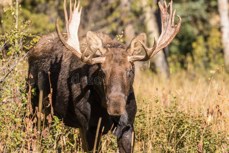 Bull Moose in Autumn stock photo. Image of wildlife, rutting - 63698514