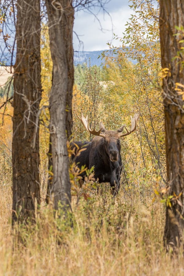 Bull Moose in Autumn Rut stock image. Image of wyoming - 91281083