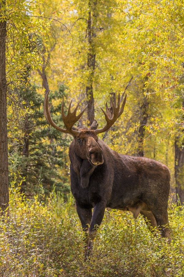 Bull Moose in Autumn stock photo. Image of national - 102036912