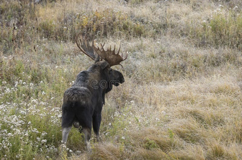 Bull Moose in Autumn in Wyoming Stock Photo - Image of autumn, wildlife ...