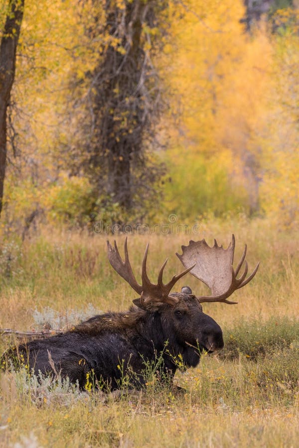 Bull Moose Bedded in Fall stock image. Image of nature - 79530783
