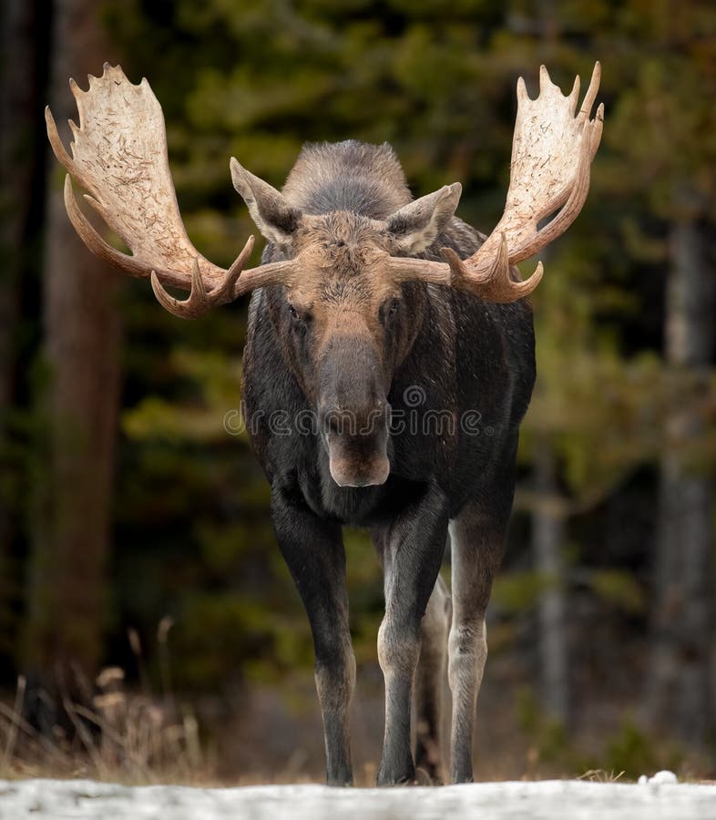 A Bull Moose in the Canadian Rockies Stock Photo - Image of grazing ...
