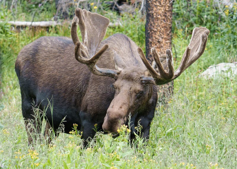 Bull Moose in the Colorado Rocky Mountains Stock Image - Image of lake ... Bull Moose in the Colorado Rocky Mountains Stock Image - Image of lake ...