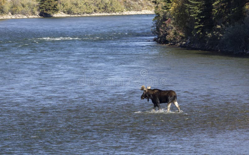 Bull Moose Crossing River in Autumn in Wyoming Stock Image - Image of ...